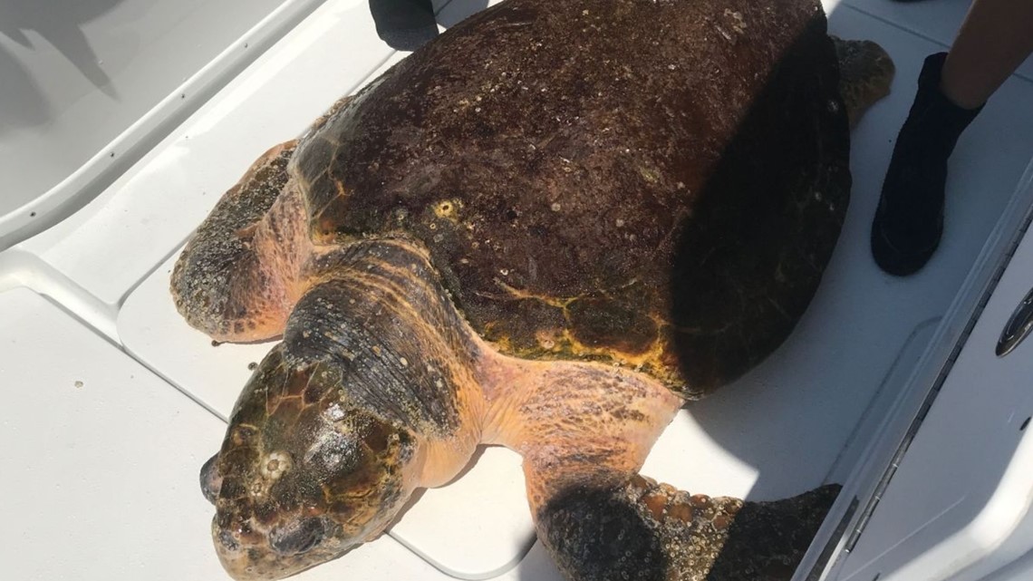 Loggerhead sea turtle rescued off Venice Jetty | wtsp.com