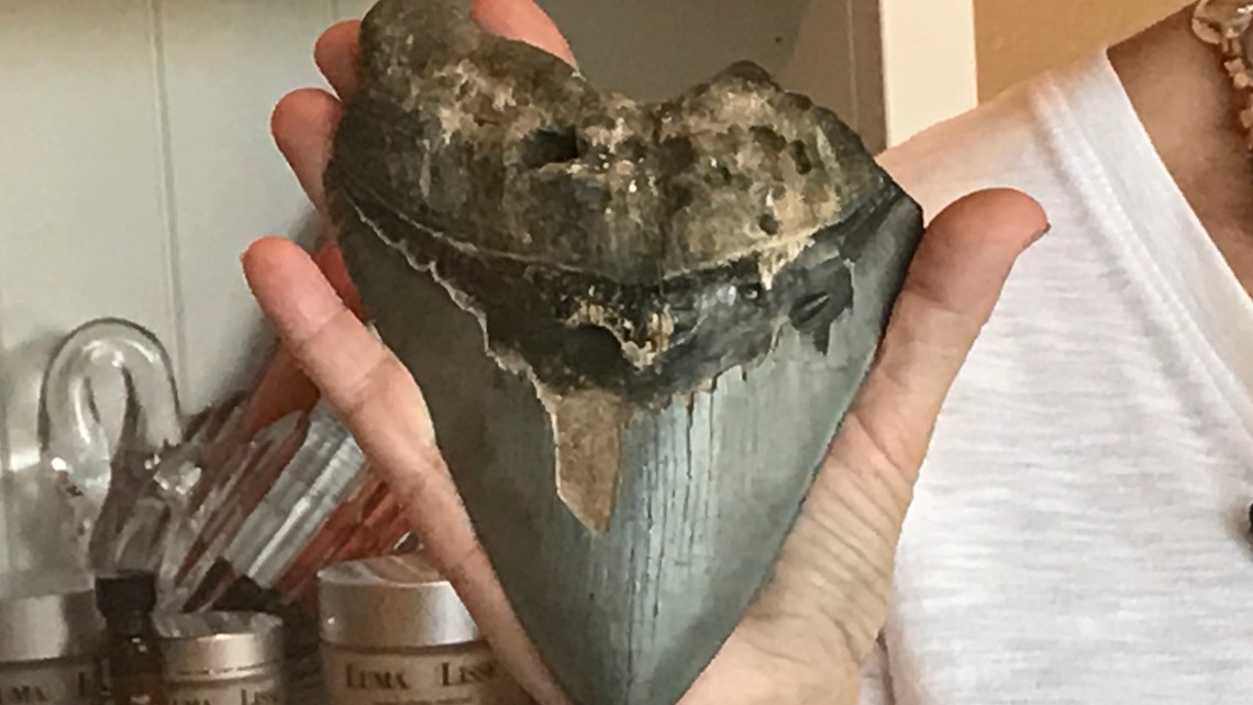 Large shark tooth found off Venice Beach | wtsp.com