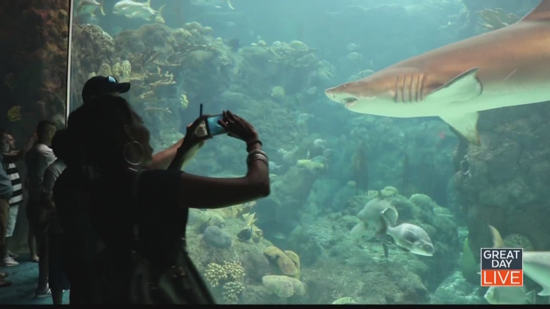 Swim with sharks at the Florida Aquarium | wtsp.com