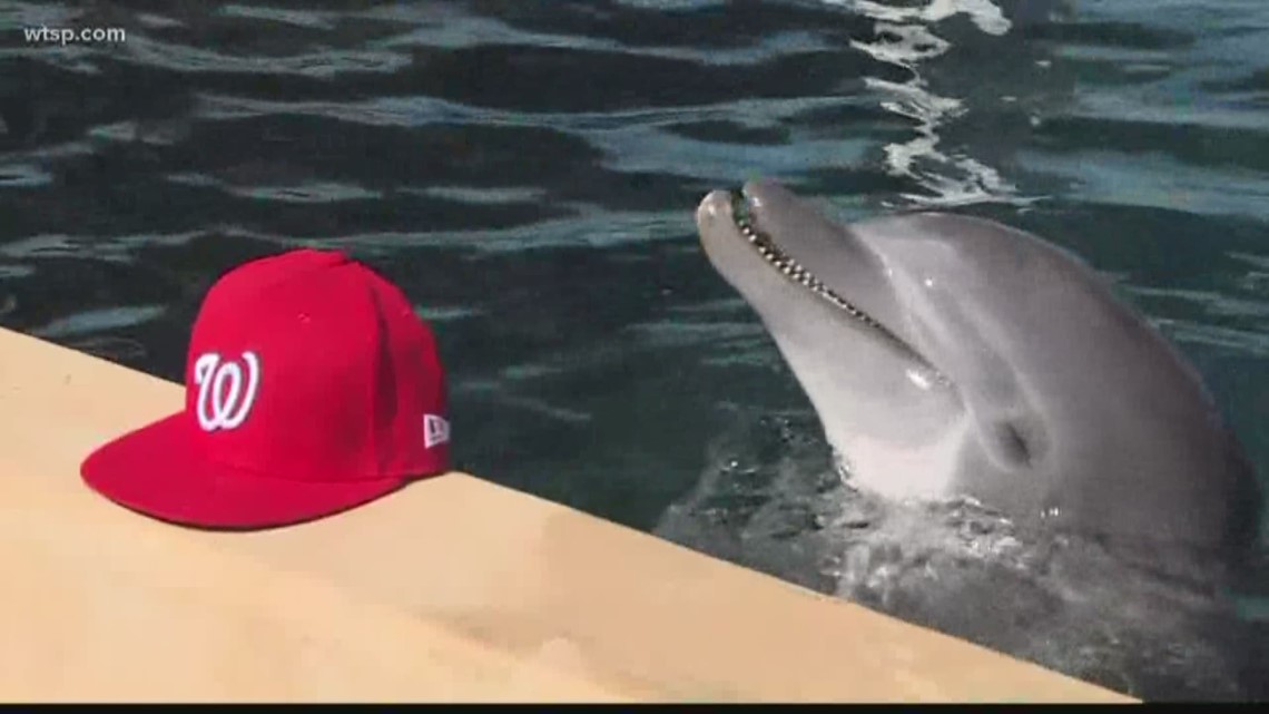 Nicholas the dolphin picks Washington Nationals to win the World Series ...