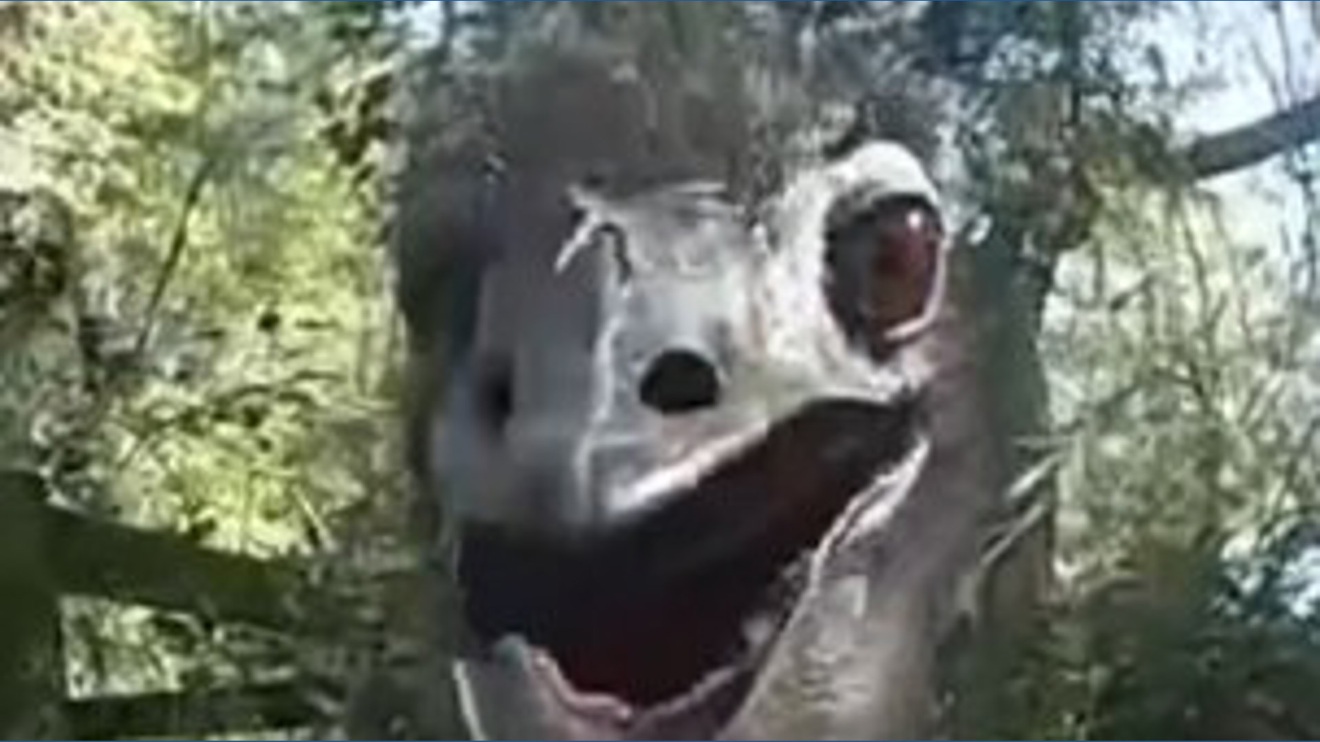 Florida deputy handcuffs runaway emu | wtsp.com