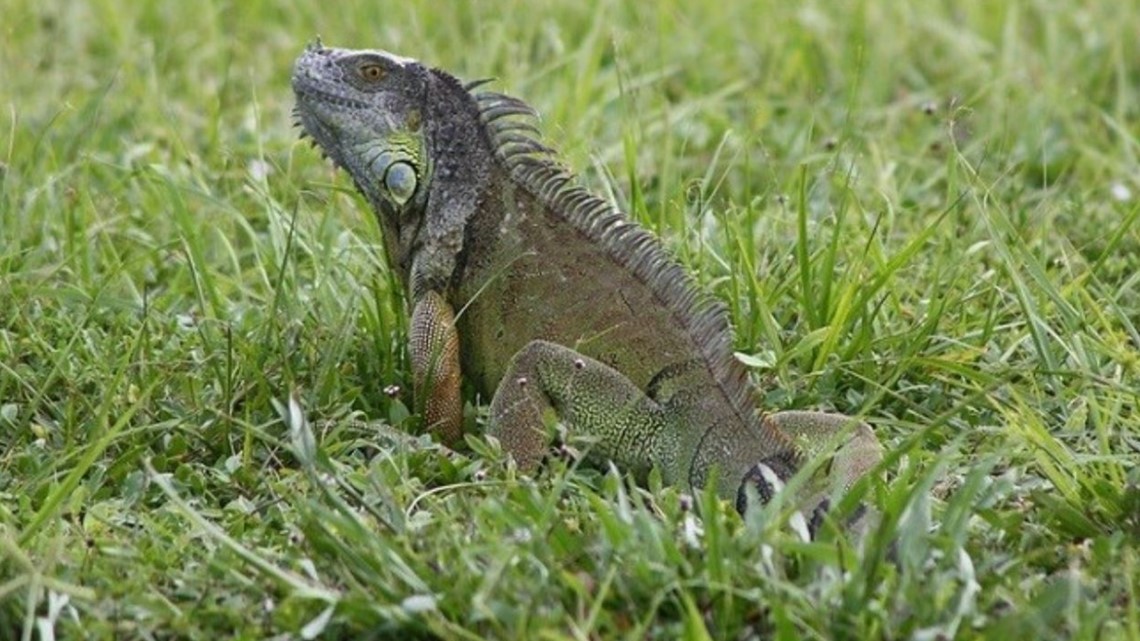 Miami Beach commissioner proposes placing bounty on iguanas | wtsp.com