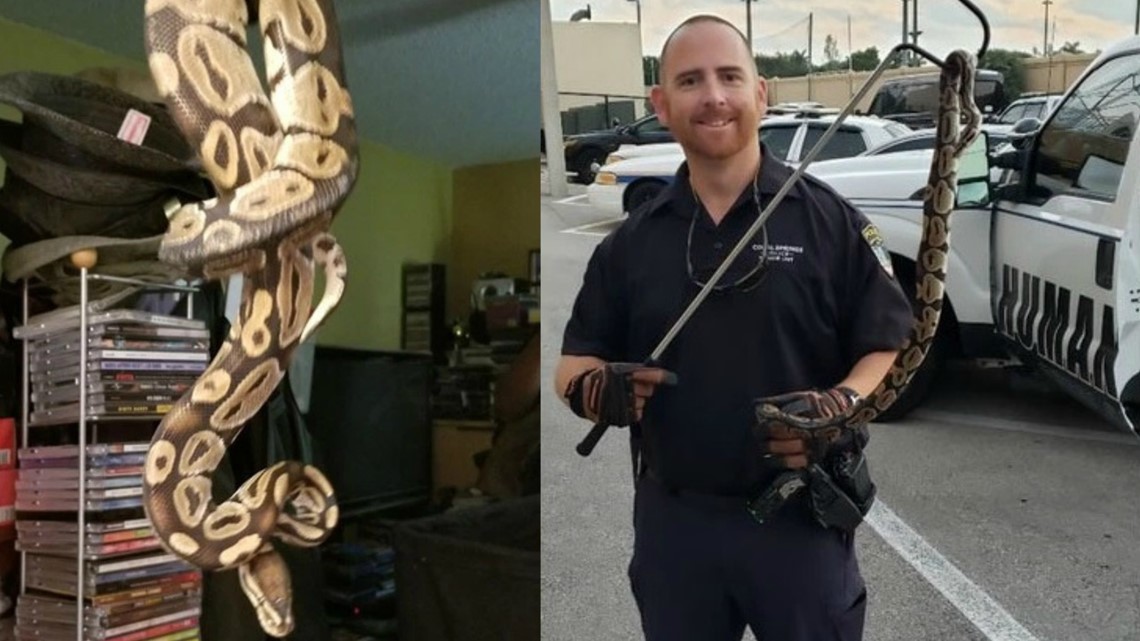Coral Springs man finds 3-foot python slithering in his toilet | wtsp.com