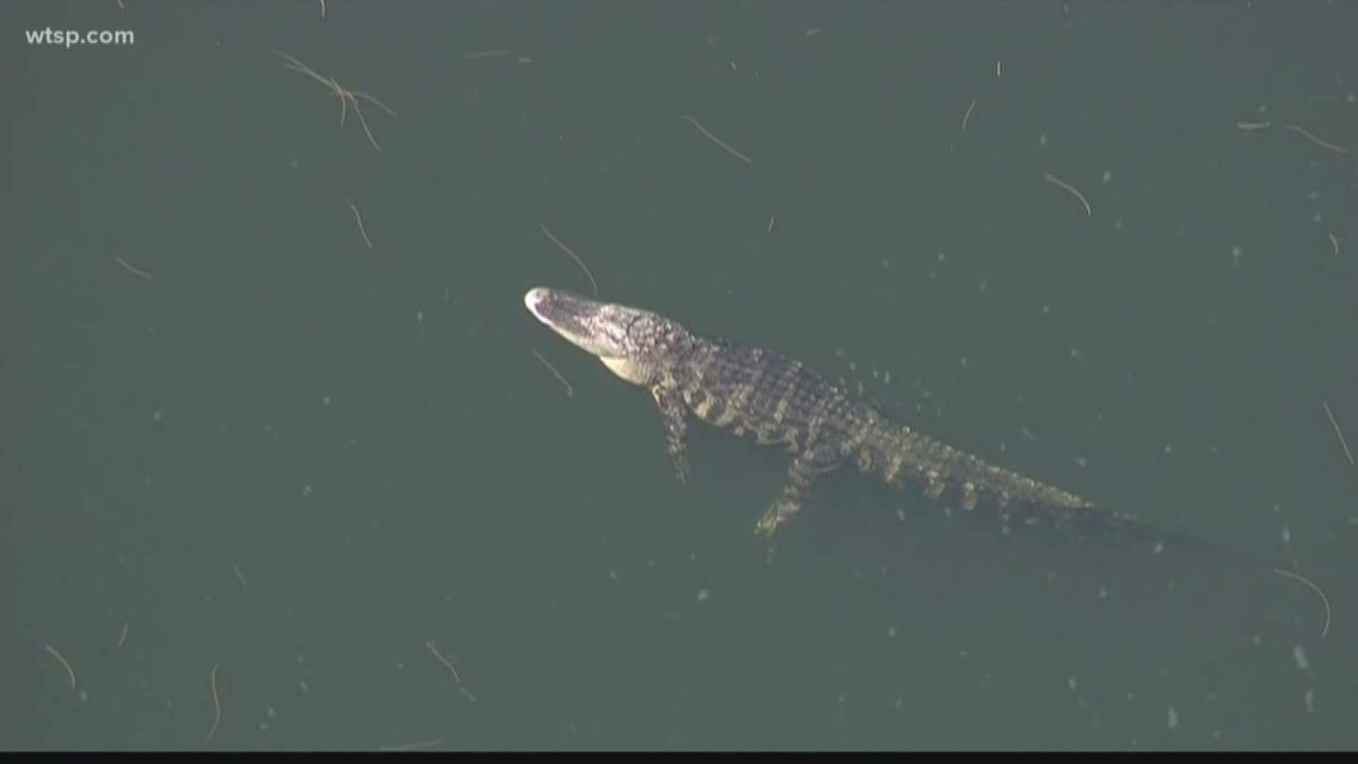 Alligator mating season is underway, so expect to see gators active in ...
