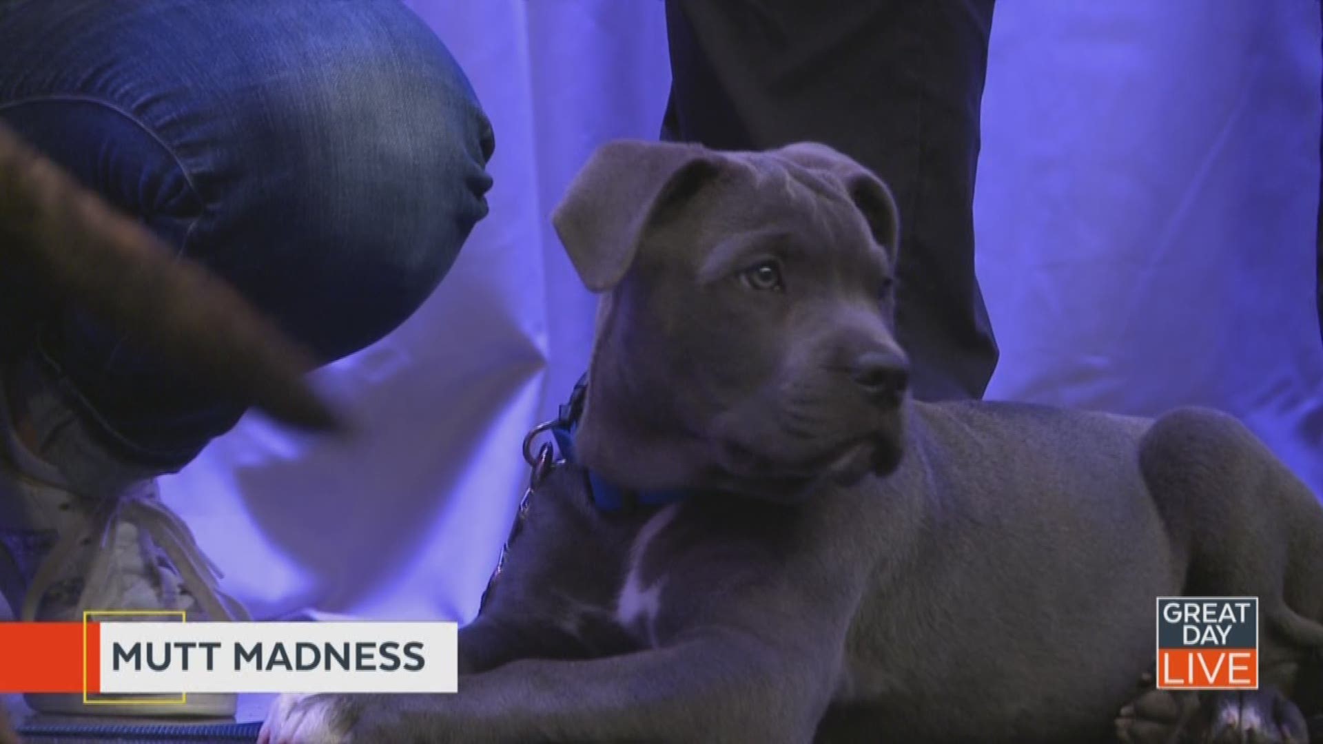 Suncoast Animal League's Mutt Madness | wtsp.com