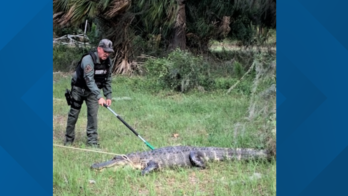 Angry alligator removed from Florida highway | wtsp.com