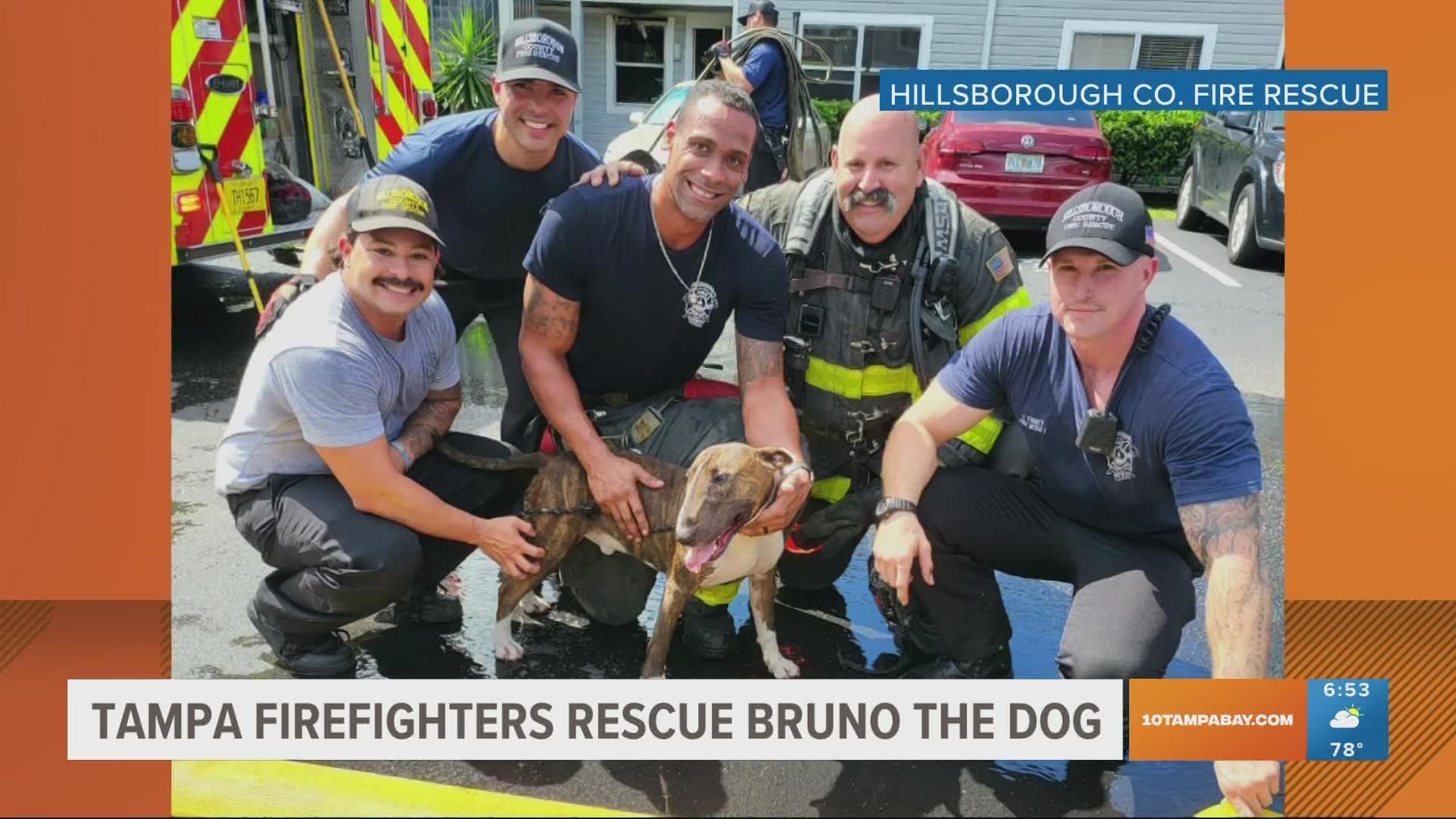 Dog rescued from Tampa fire apartment | wtsp.com