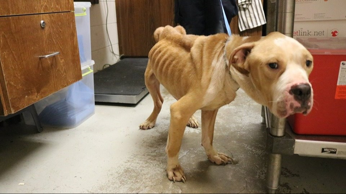 Florida officials look for owner of malnourished dog | wtsp.com