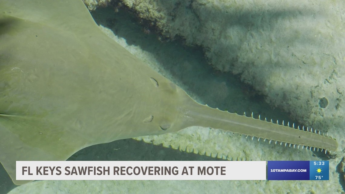 Sawfish spotted swimming in circles rescued in Florida Keys | wtsp.com