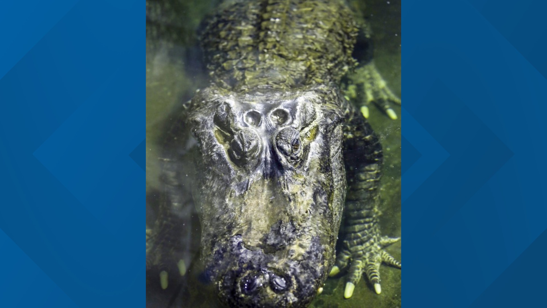 Adolph Hitler's supposed alligator dies at 84 years old | wtsp.com