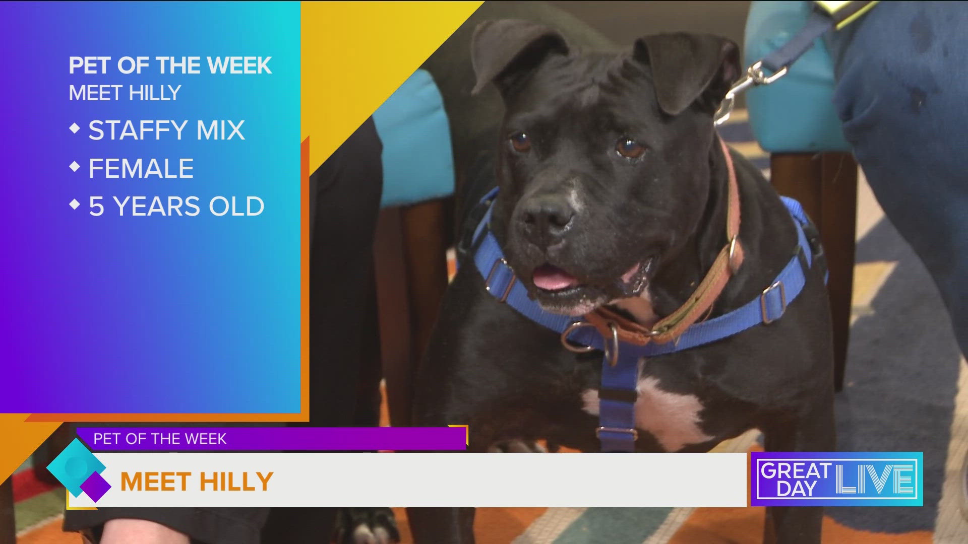 Pet of the Week: Meet Hilly | wtsp.com