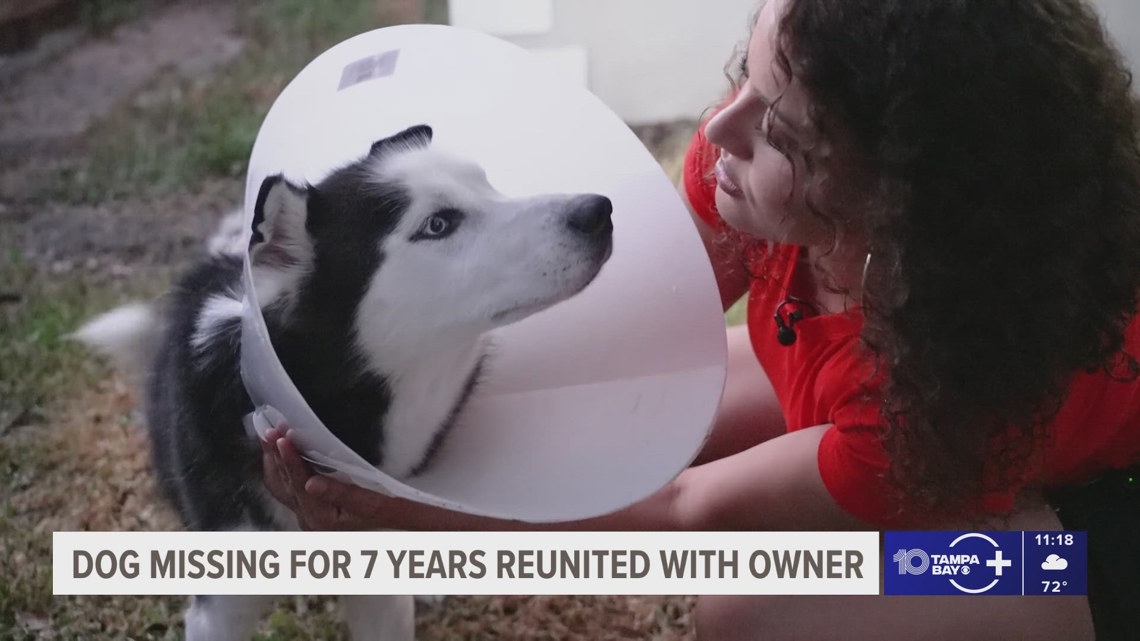 After 7 years, a dog is reunited with its owner in Tampa | wtsp.com