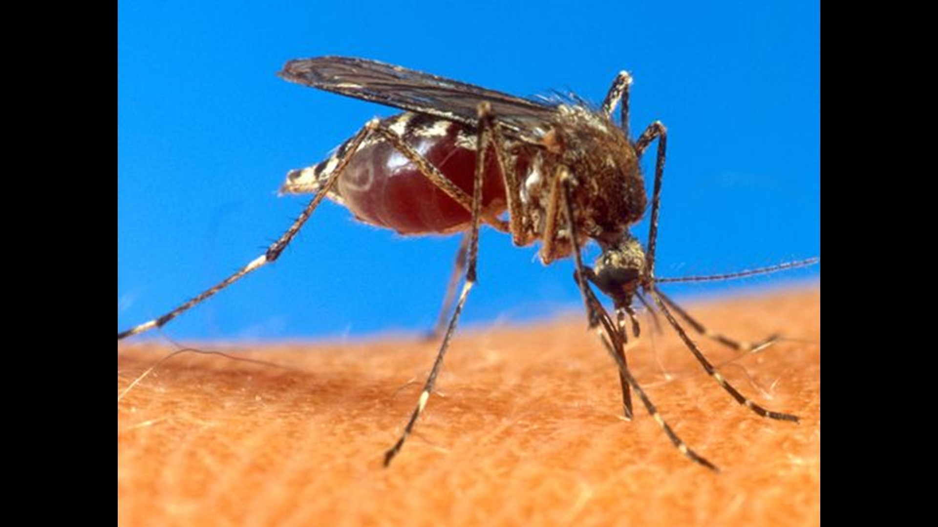 4 sentinel chickens test positive for West Nile | wtsp.com