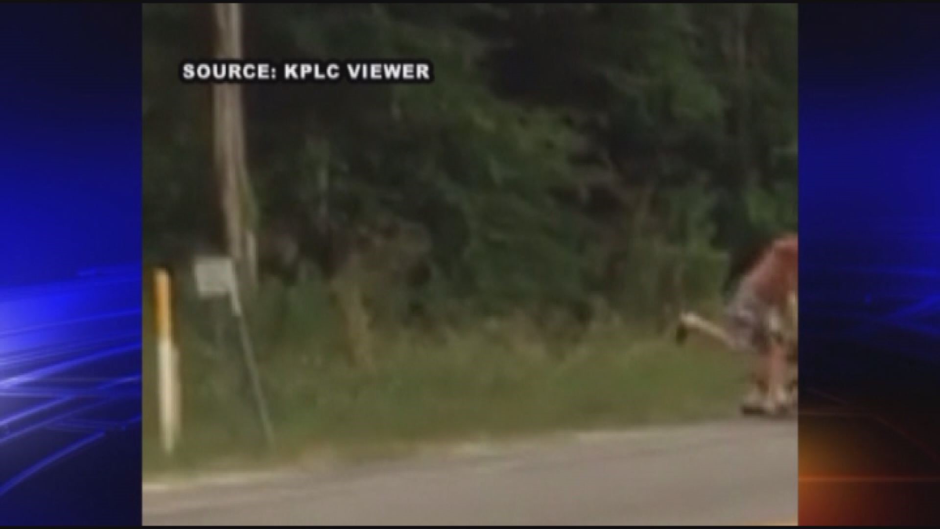 PHOTOS: Alligator Roundups | wtsp.com