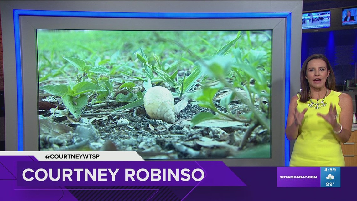 1,000 giant African land snails collected so far in Pasco County | wtsp.com