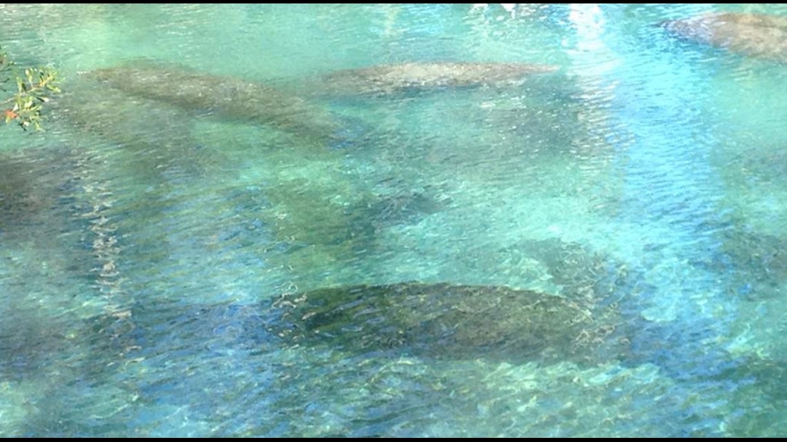 Blue-green algal toxins detected at Three Sisters Springs | wtsp.com