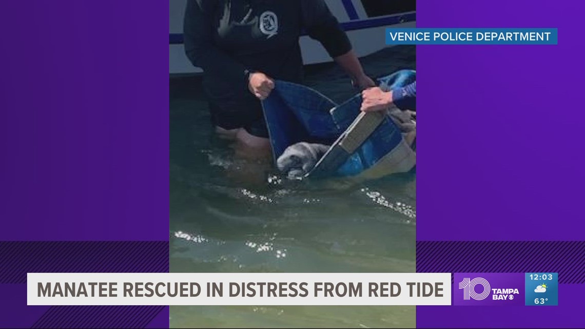 Manatee distressed from red tide rescued by crews in Sarasota County ...