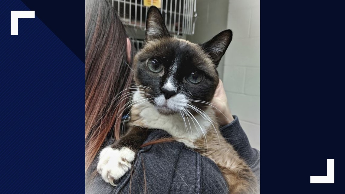 Florida cat missing for 8 years turns up in Ohio | wtsp.com