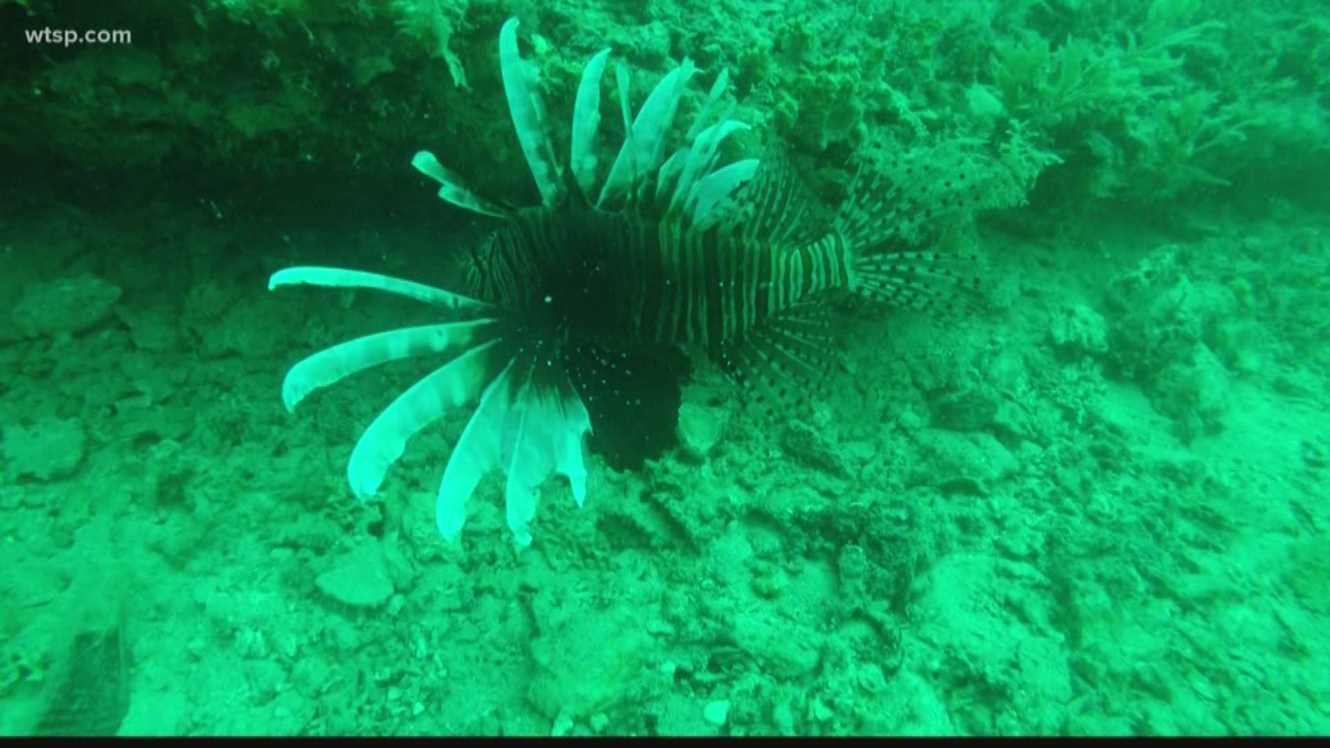 Lionfish are taking over the Gulf of Mexico | 10News WTSP | wtsp.com