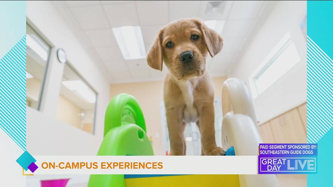 How you can get more involved with Southeastern Guide Dogs | wtsp.com