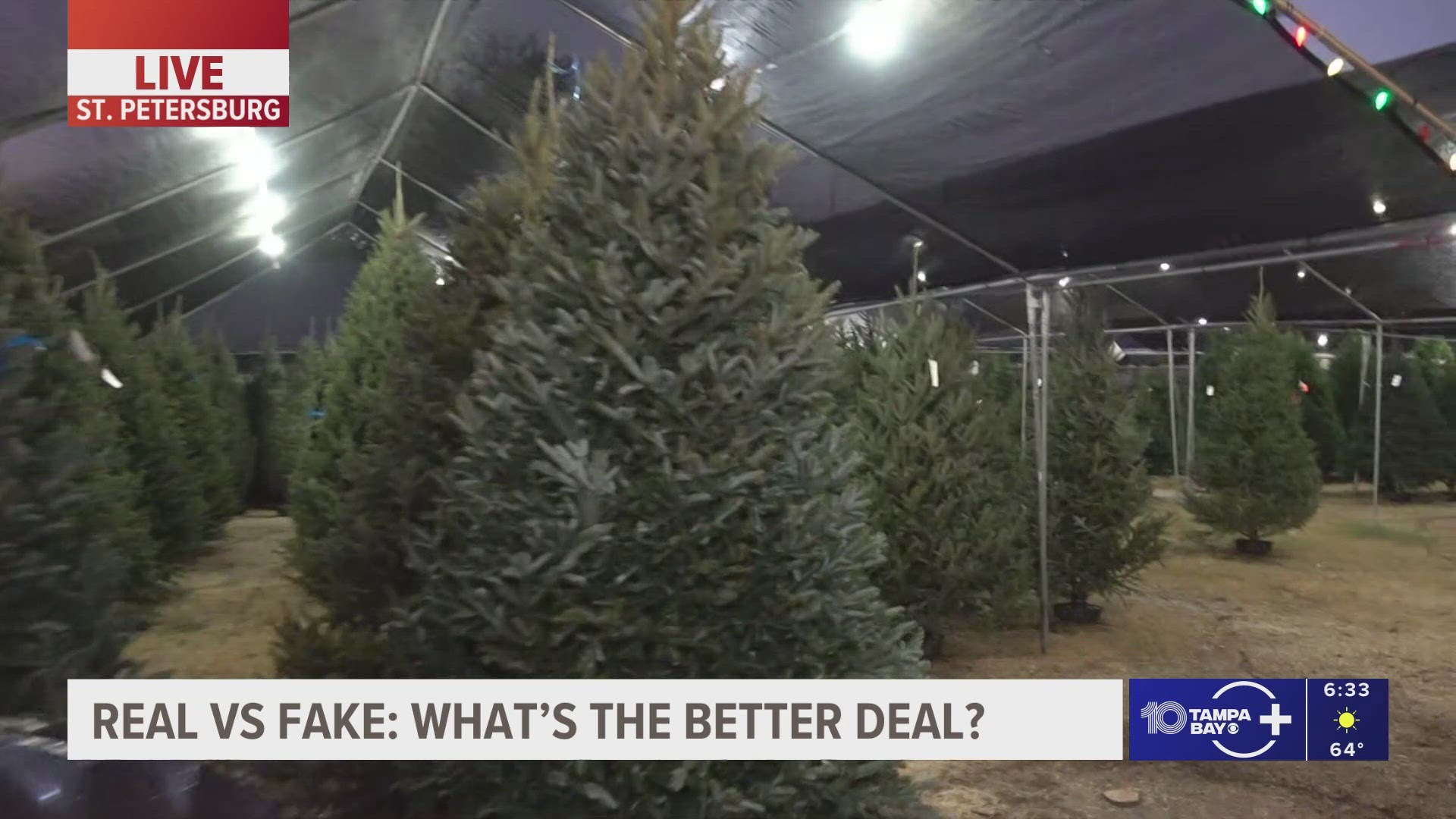 How much will a real Christmas tree cost? | wtsp.com