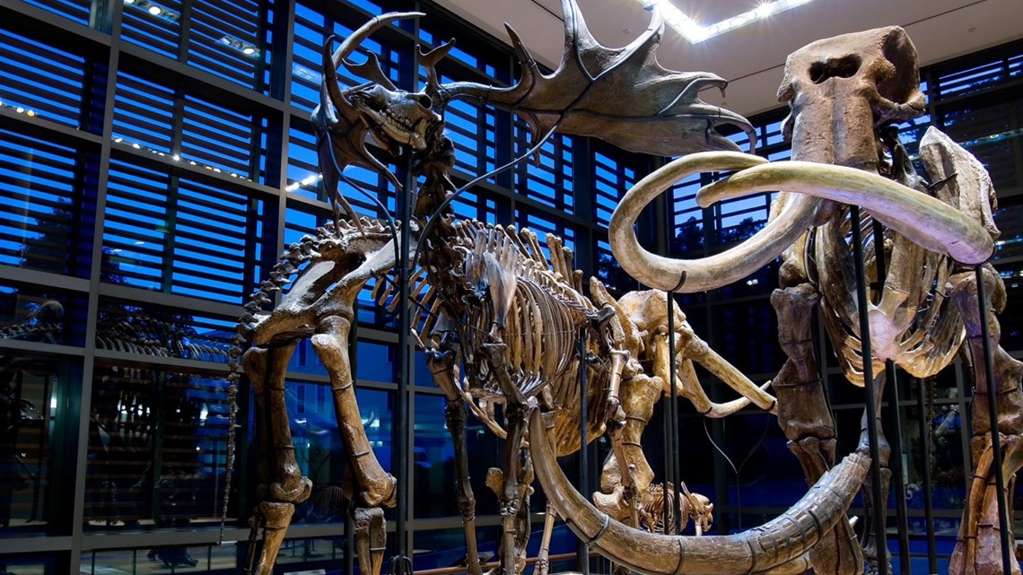 Woolly mammoth cells brought back to life by scientists | wtsp.com