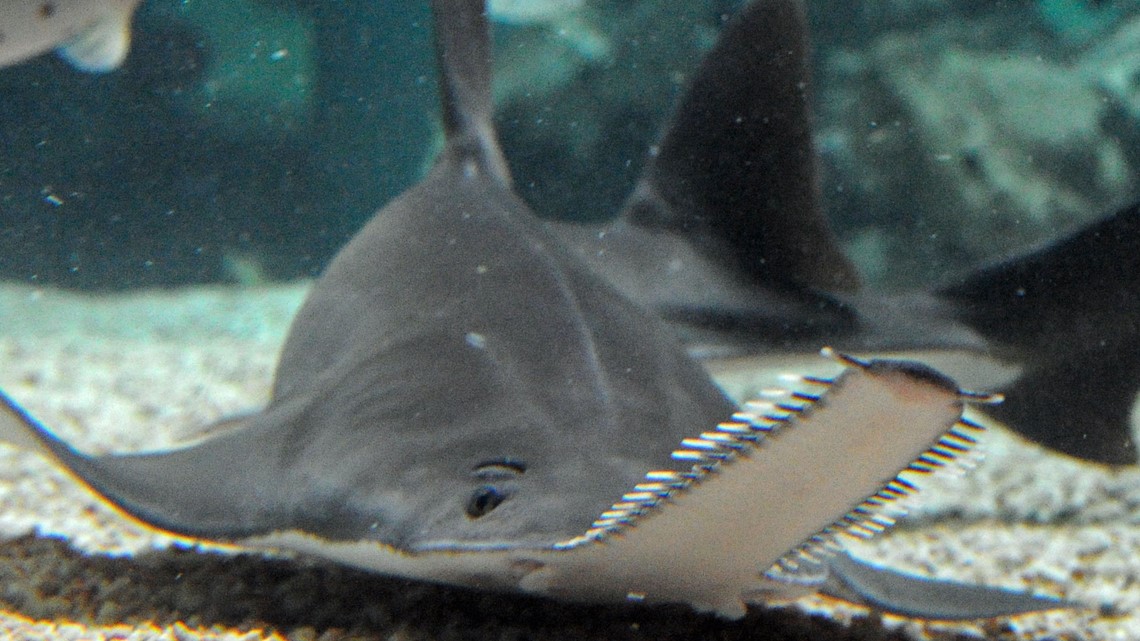 Biologists hunt sawfish in Caloosahatchee River | wtsp.com