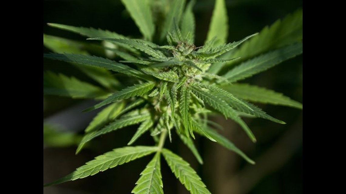 Study: Medical pot might reduce drug overdose deaths | wtsp.com