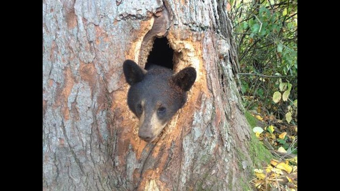Bear cubs get stuck inside tree | wtsp.com