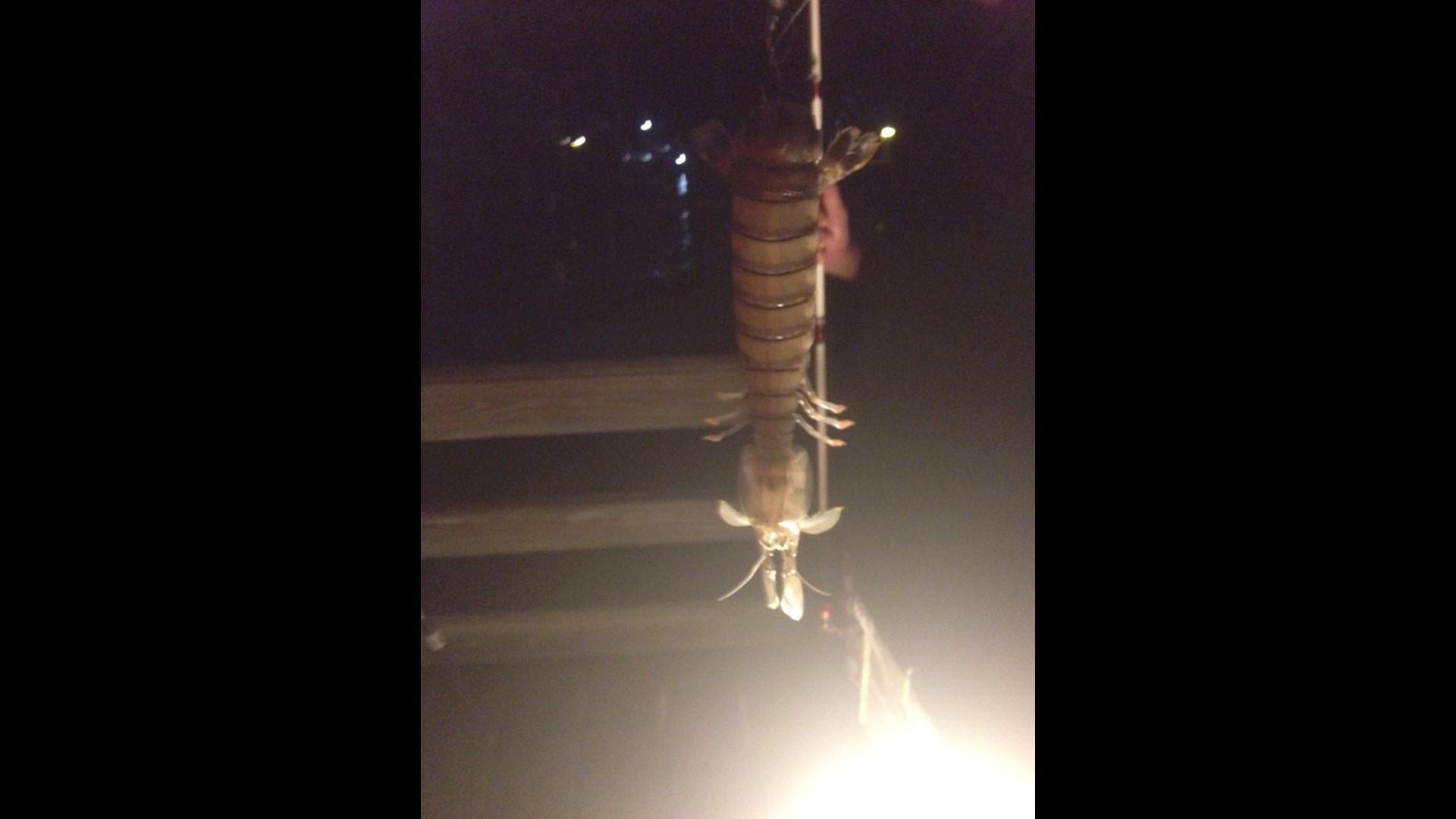 Fisherman hooks 'giant' mantis shrimp in Florida | wtsp.com
