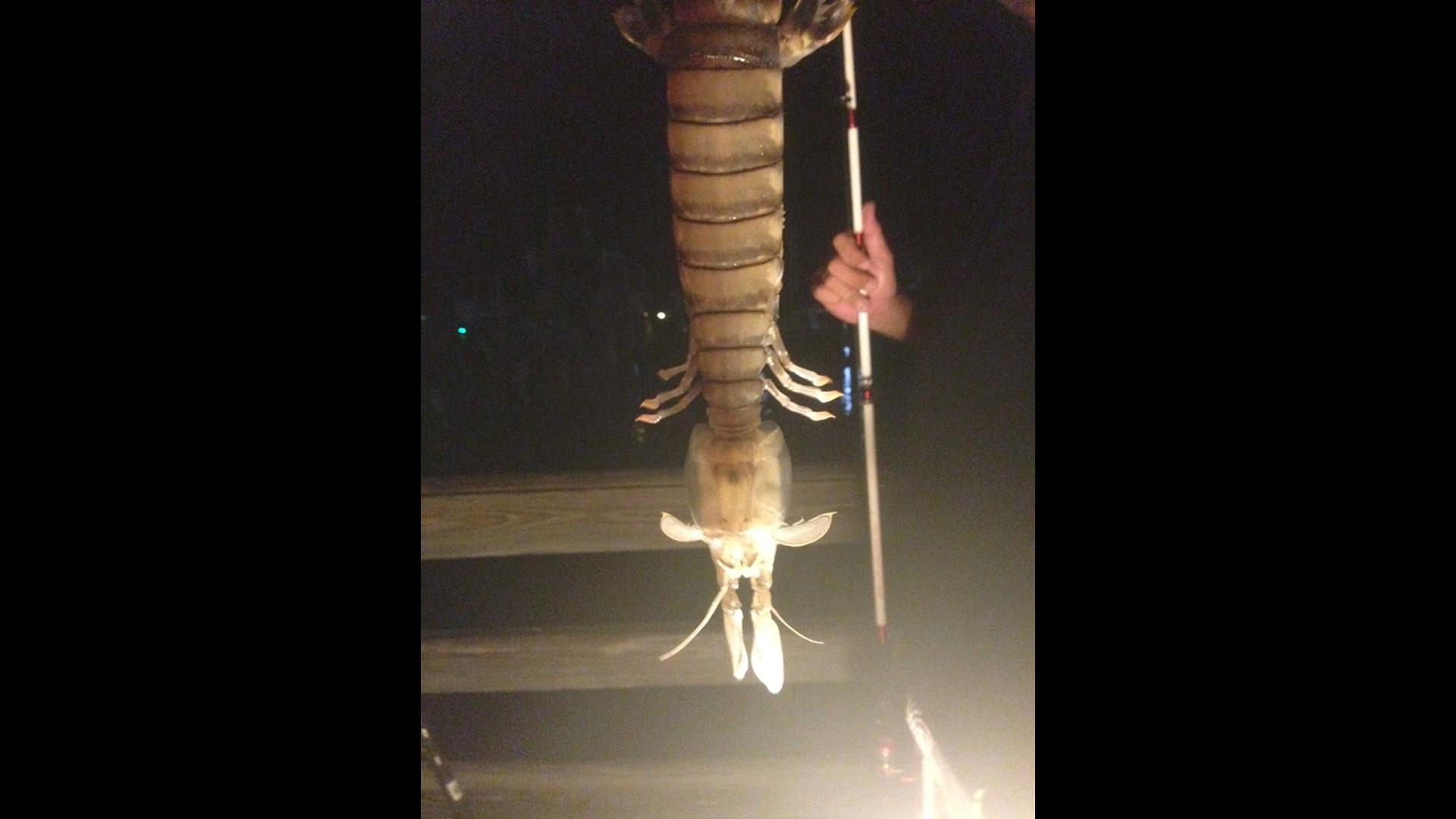 Fisherman hooks 'giant' mantis shrimp in Florida | wtsp.com