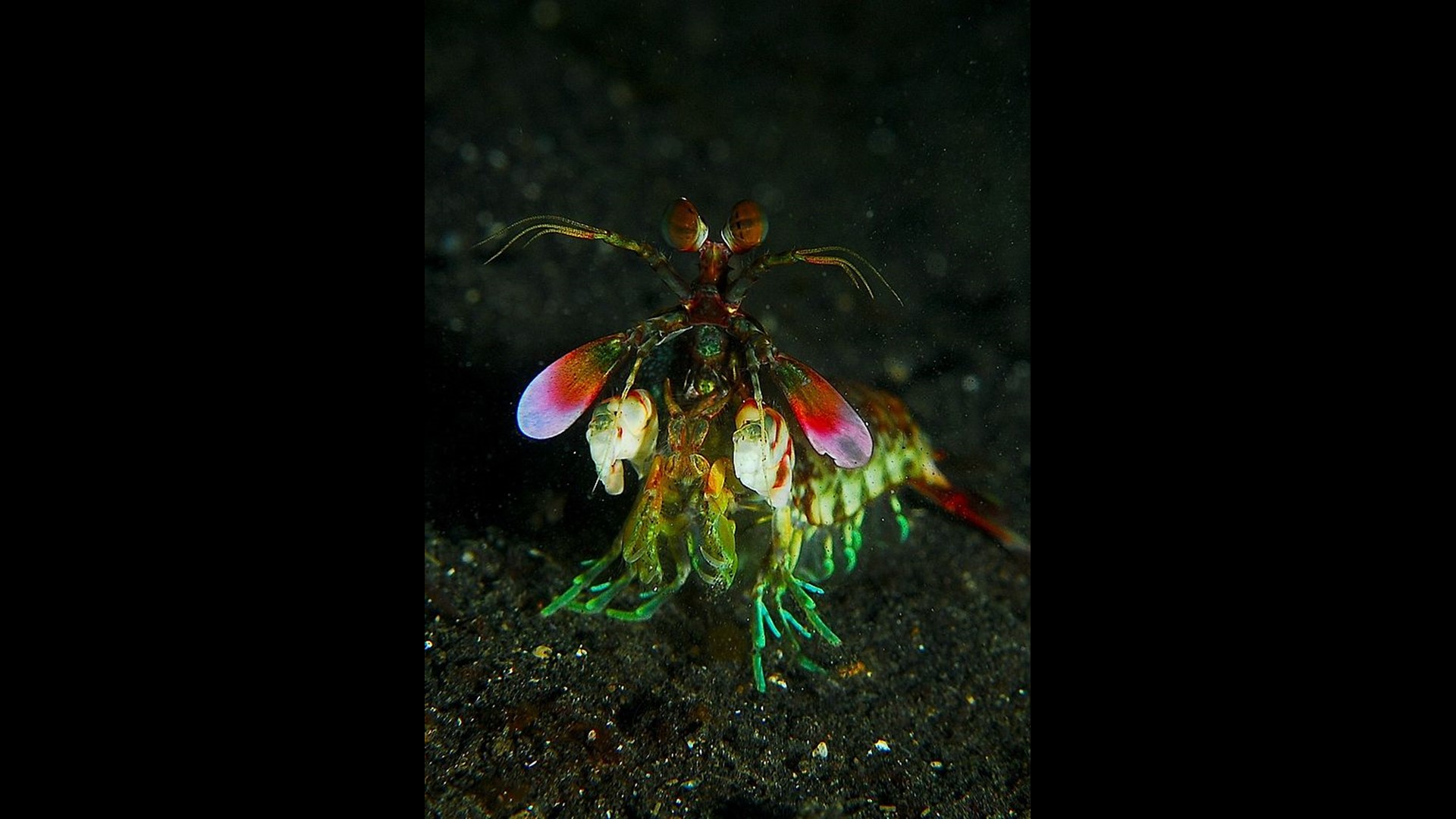 Fisherman hooks 'giant' mantis shrimp in Florida | wtsp.com