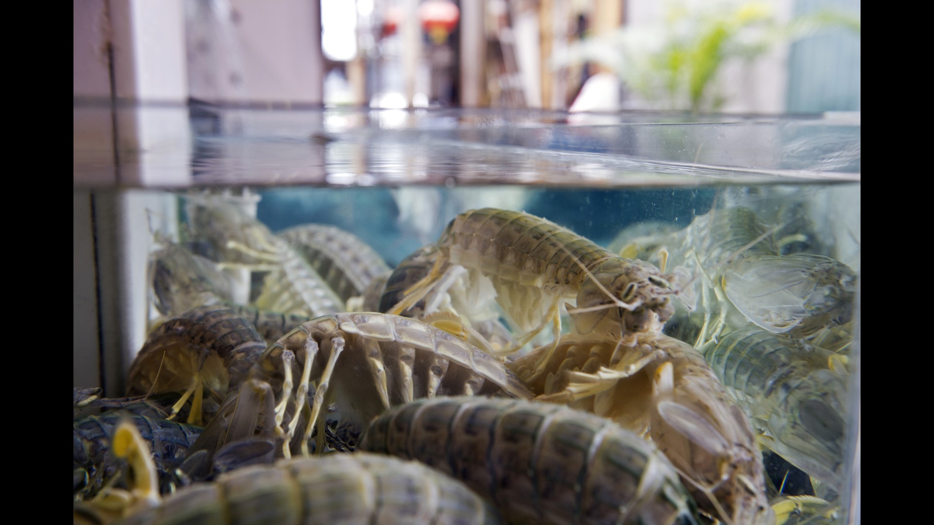 Fisherman hooks 'giant' mantis shrimp in Florida | wtsp.com