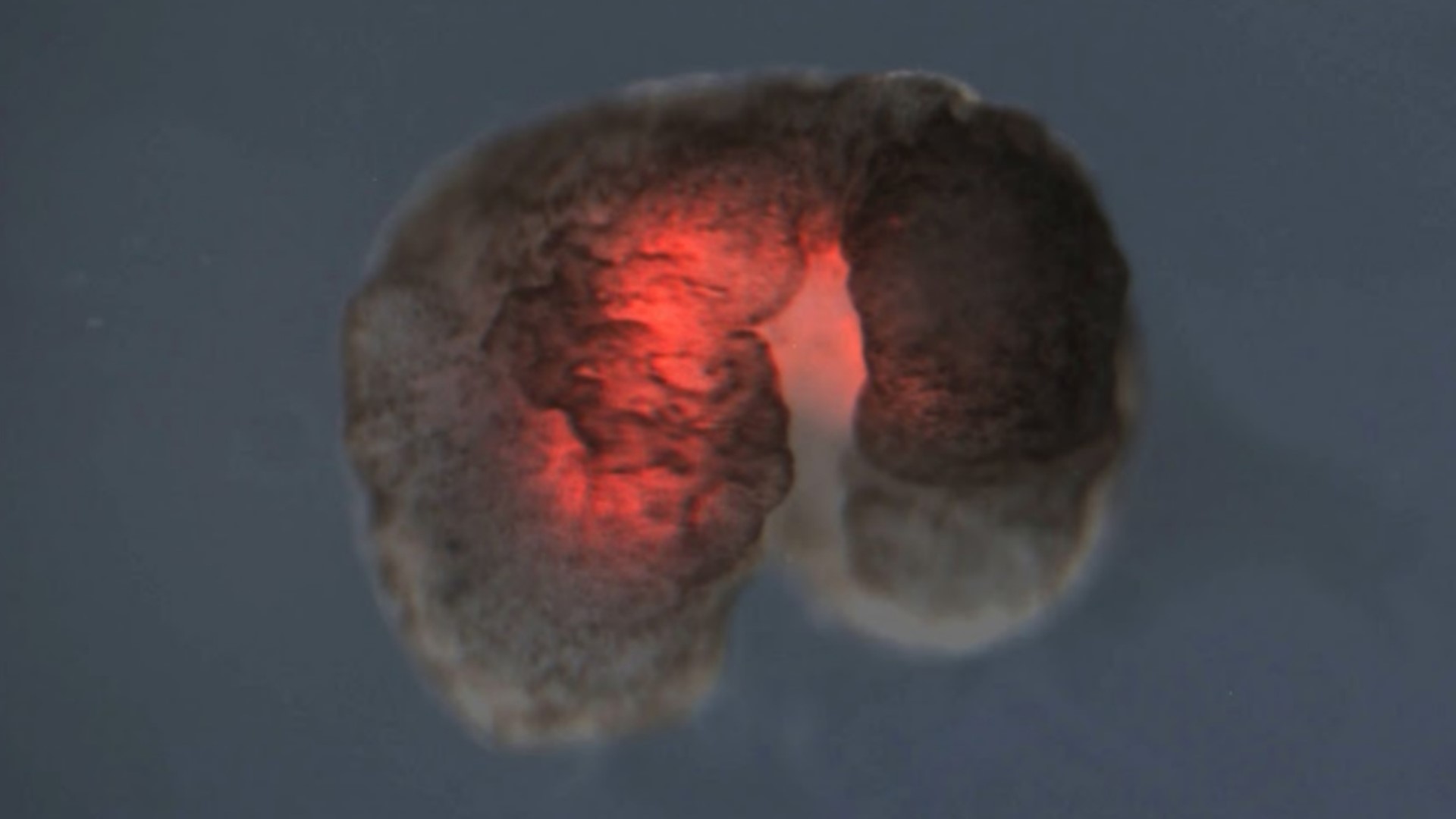 University of Vermont scientists create xenobot living robot | wtsp.com