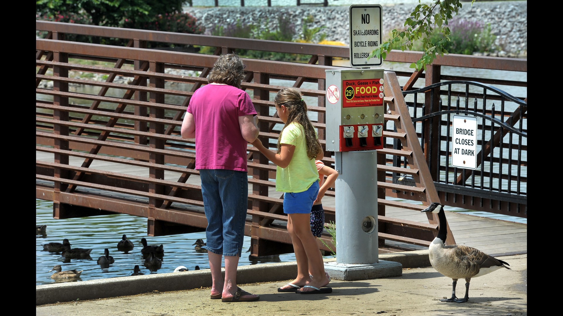 Public feeds 'angel wing' deformity, scientists say | wtsp.com
