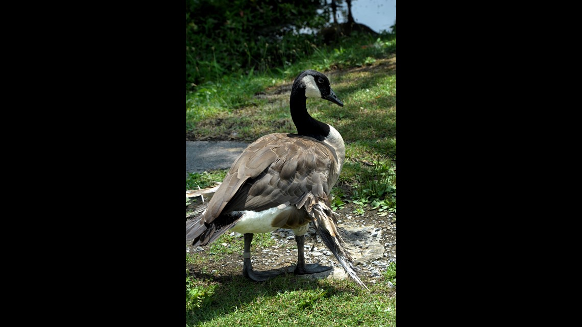 Public feeds 'angel wing' deformity, scientists say | wtsp.com