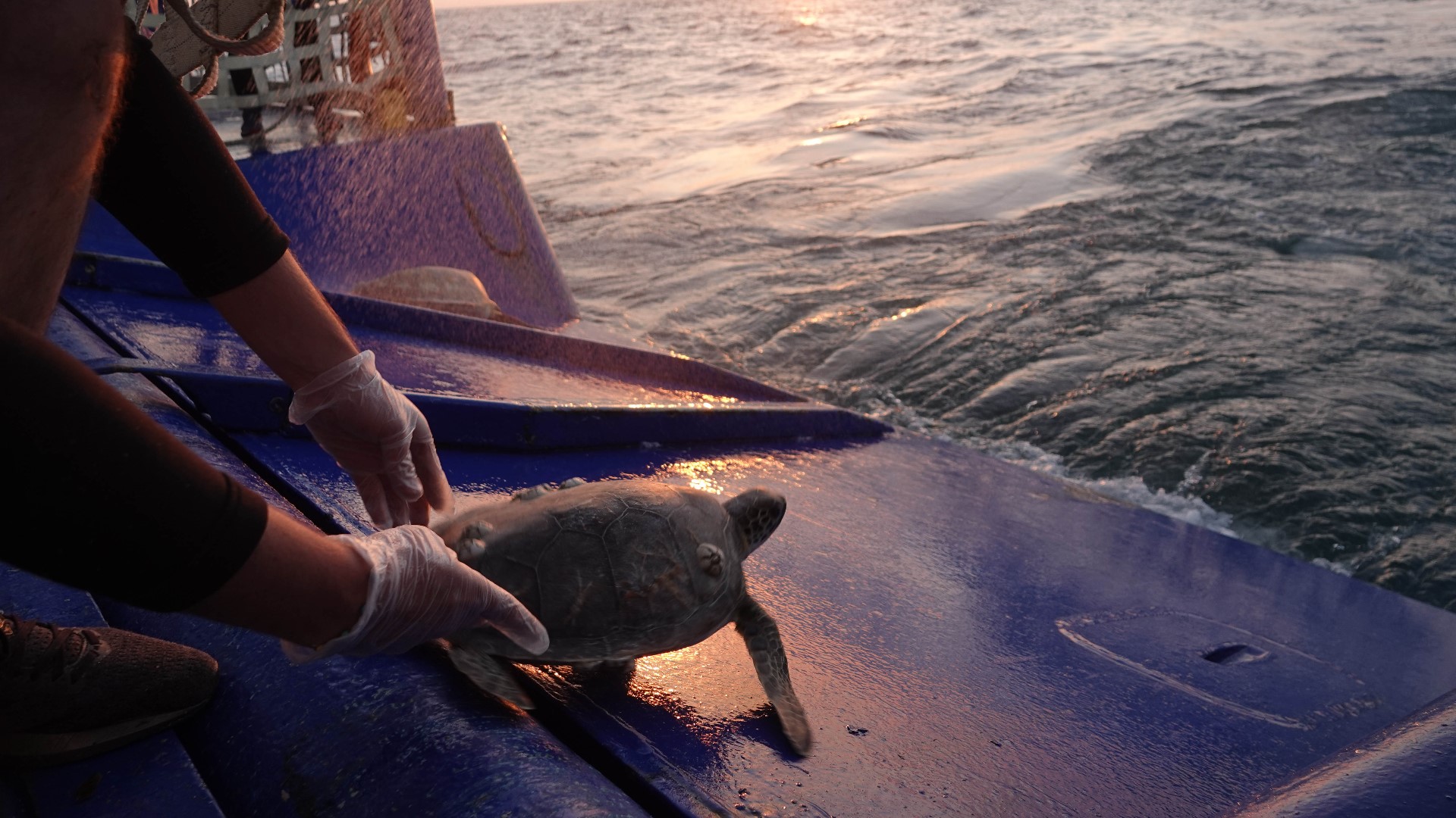 Coast Guard releases cold-stunned sea turtles off Texas coast | wtsp.com