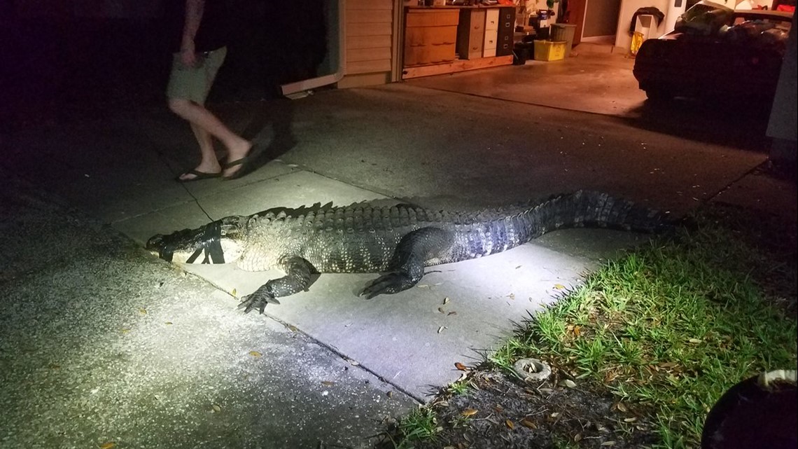 11-foot gator breaks through windows, into kitchen of Clearwater home ...
