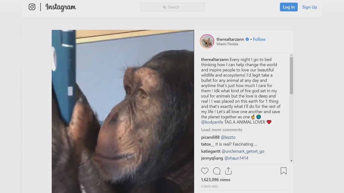 Chimpanzee uses iPhone, Instagram effortlessly in viral video | wtsp.com