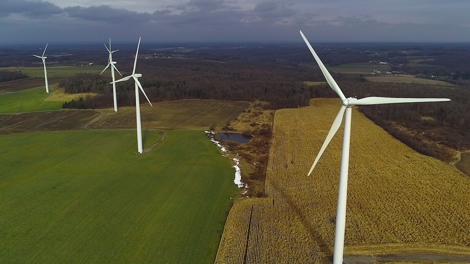 President Trump talks about windmill dangers to birds and people | wtsp.com