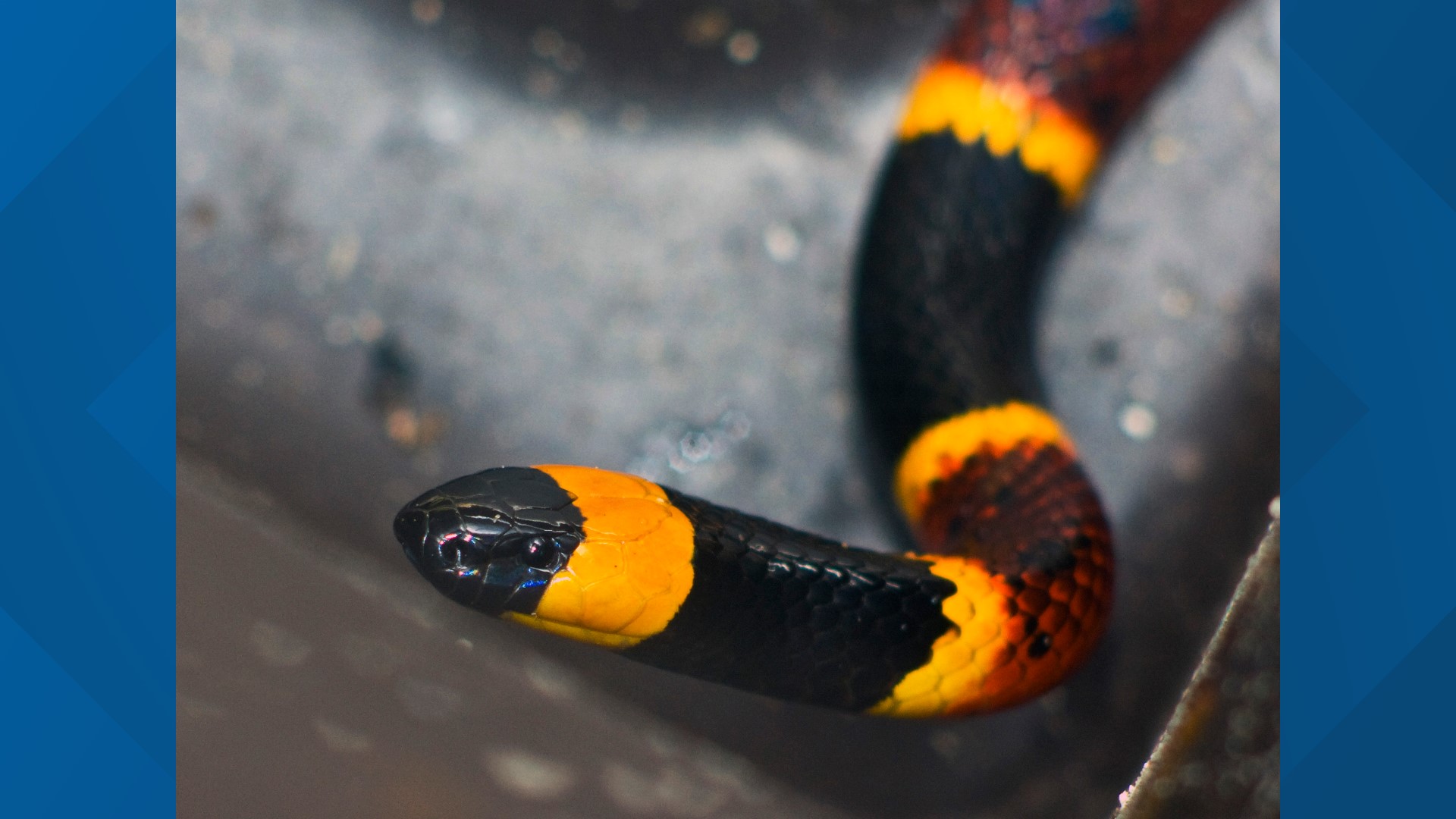 These are Florida's most dangerous animals | wtsp.com