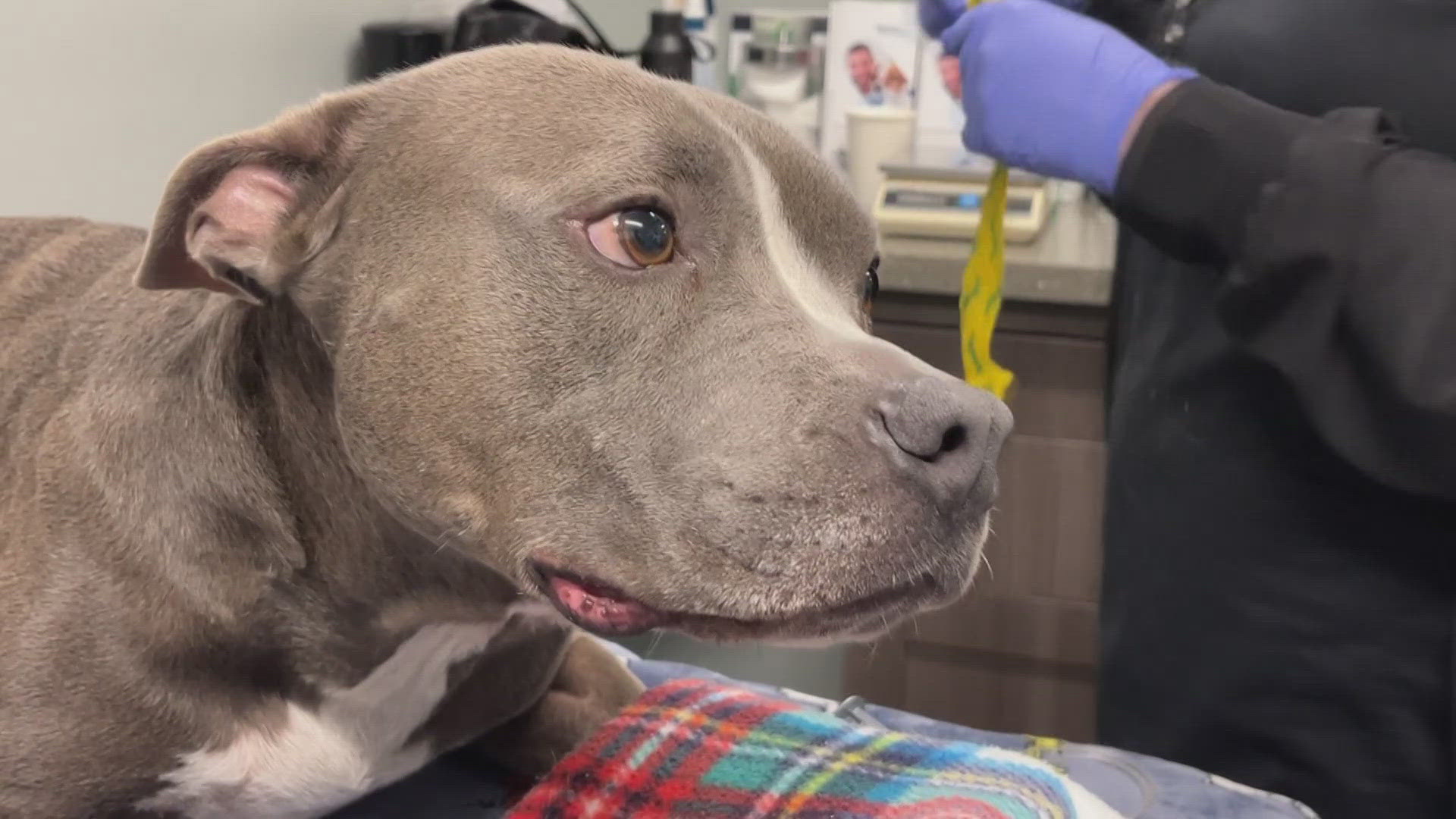 Pitbull saves other dogs by being blood donor in Tampa Bay area | wtsp.com