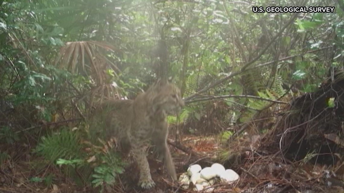 Python protects eggs from hungry bobcat in Florida Everglades | wtsp.com