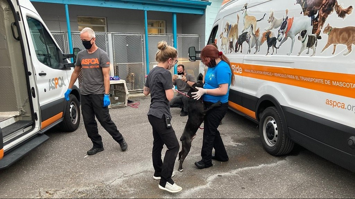 SPCA Tampa Bay helps SPCA Louisiana | wtsp.com