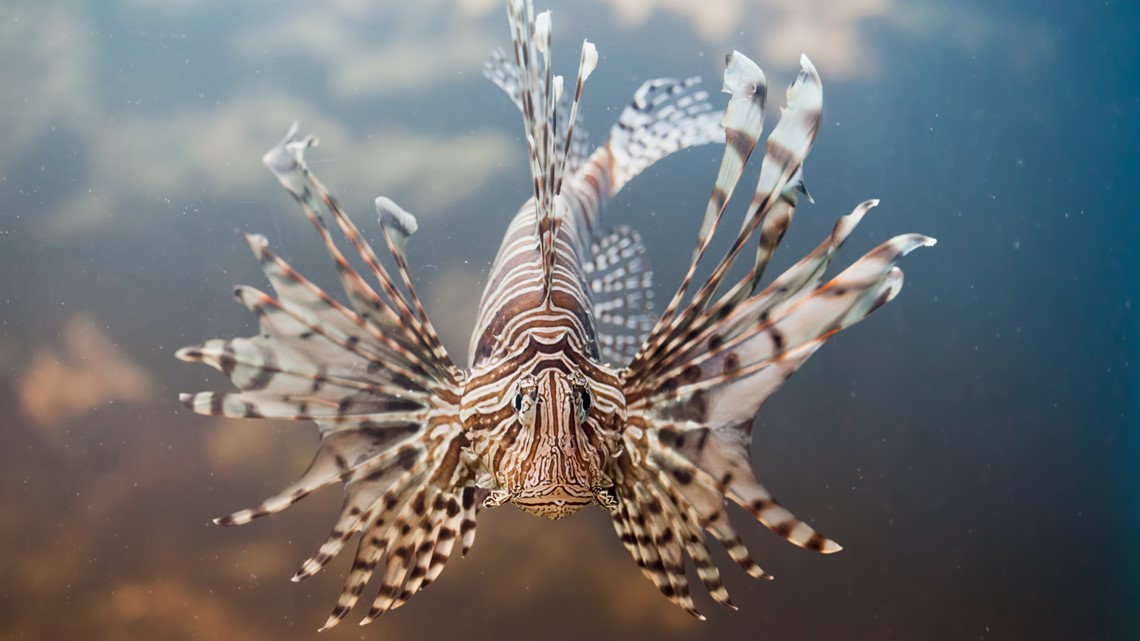Lionfish: The scourge of the Gulf of Mexico | wtsp.com