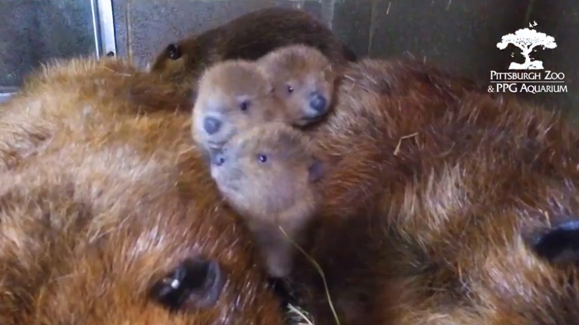 Pittsburgh Zoo and PPG Aquarium welcome 7 baby beavers | wtsp.com