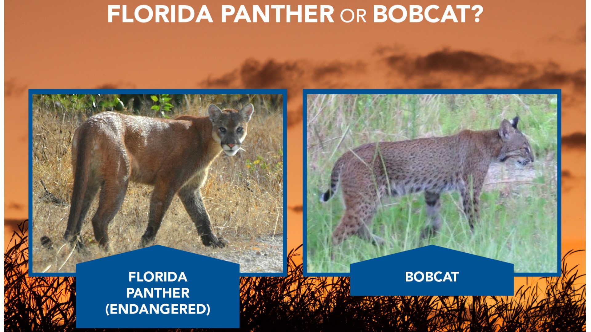 Top 10: Misidentified Florida animals, plants and insects | wtsp.com