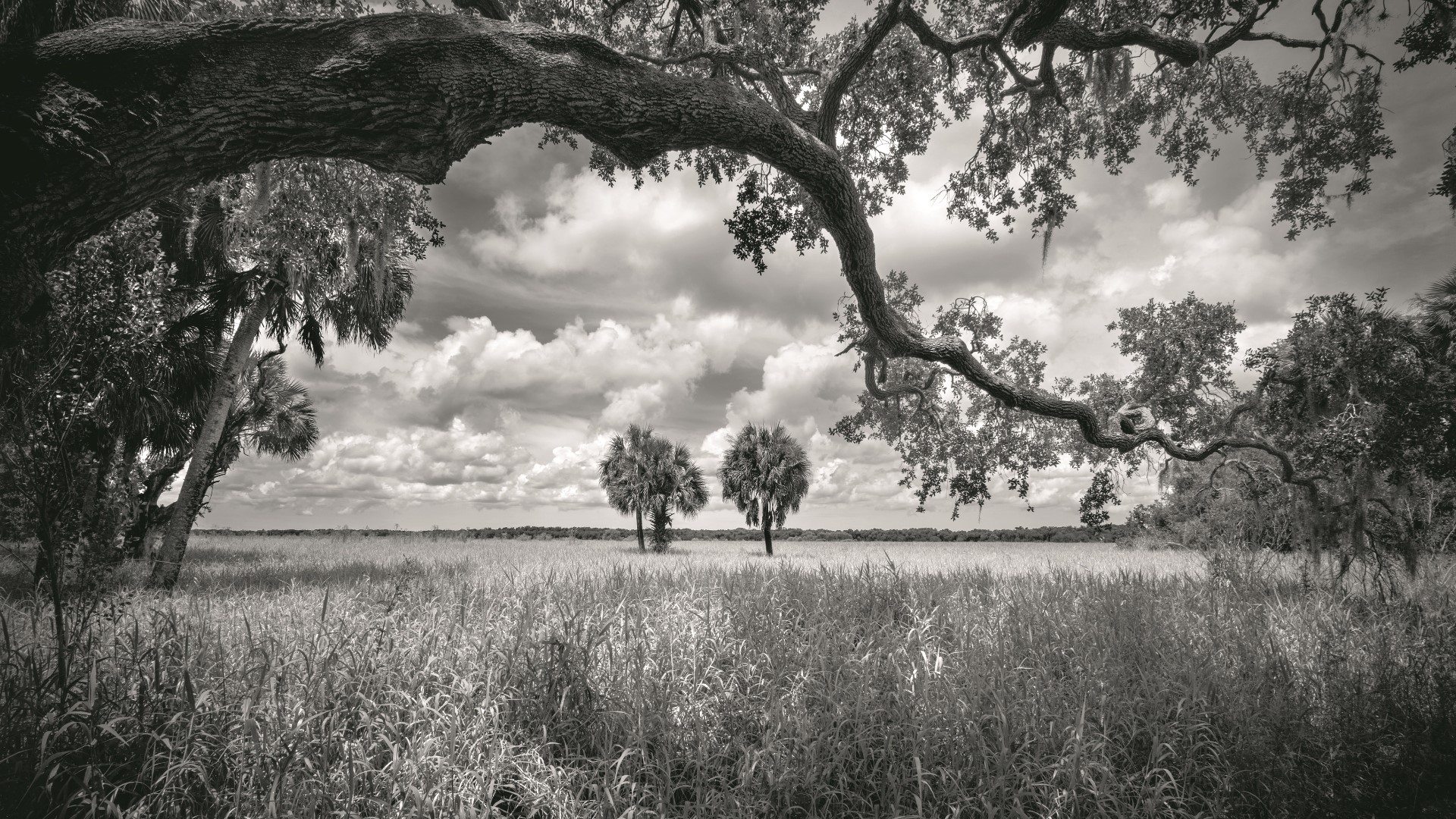 Clyde Butcher captures stunning photos of Myakka River | wtsp.com