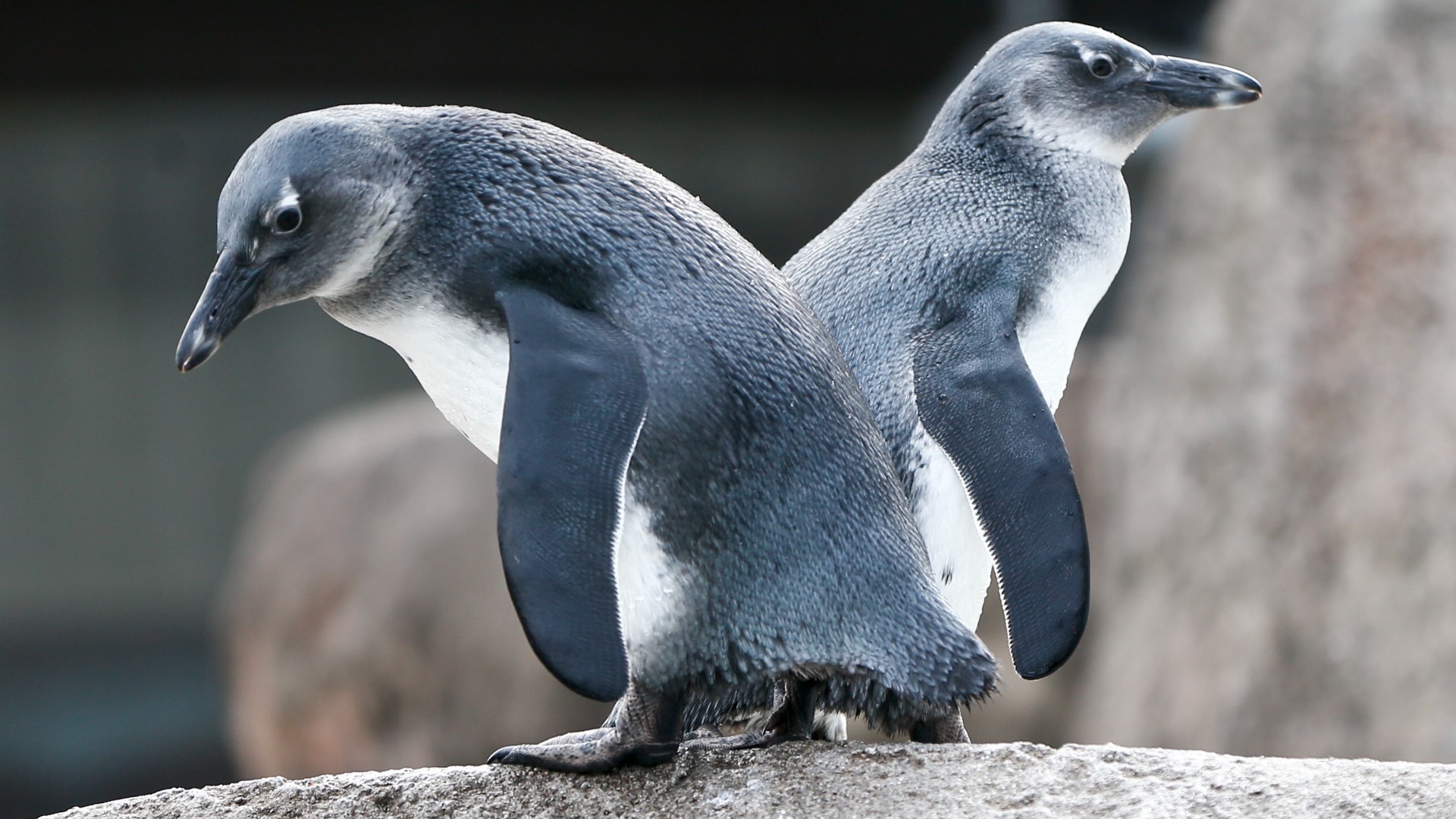 Seven penguins dead at Florida Aquarium | wtsp.com