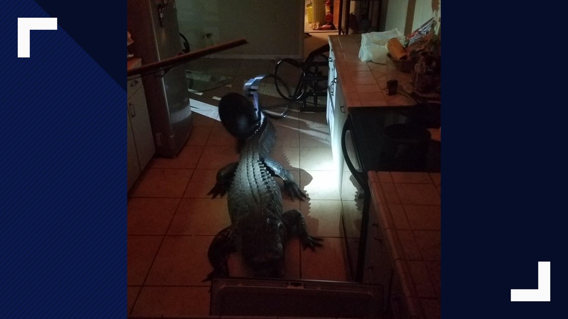 11-foot gator breaks through windows, into kitchen of Clearwater home ...